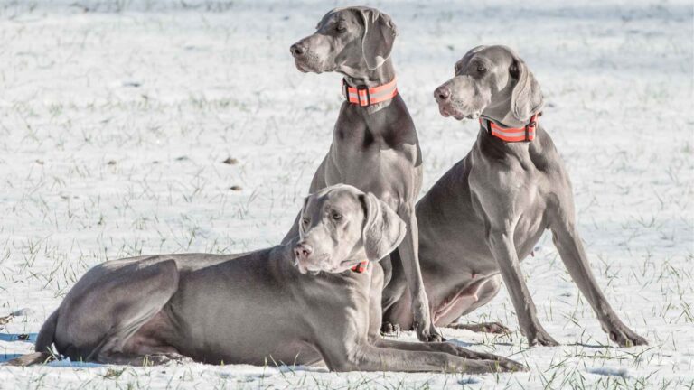 7 Striking Silver Dog Breeds That Stand Out In Any Crowd EN Pet YOLO