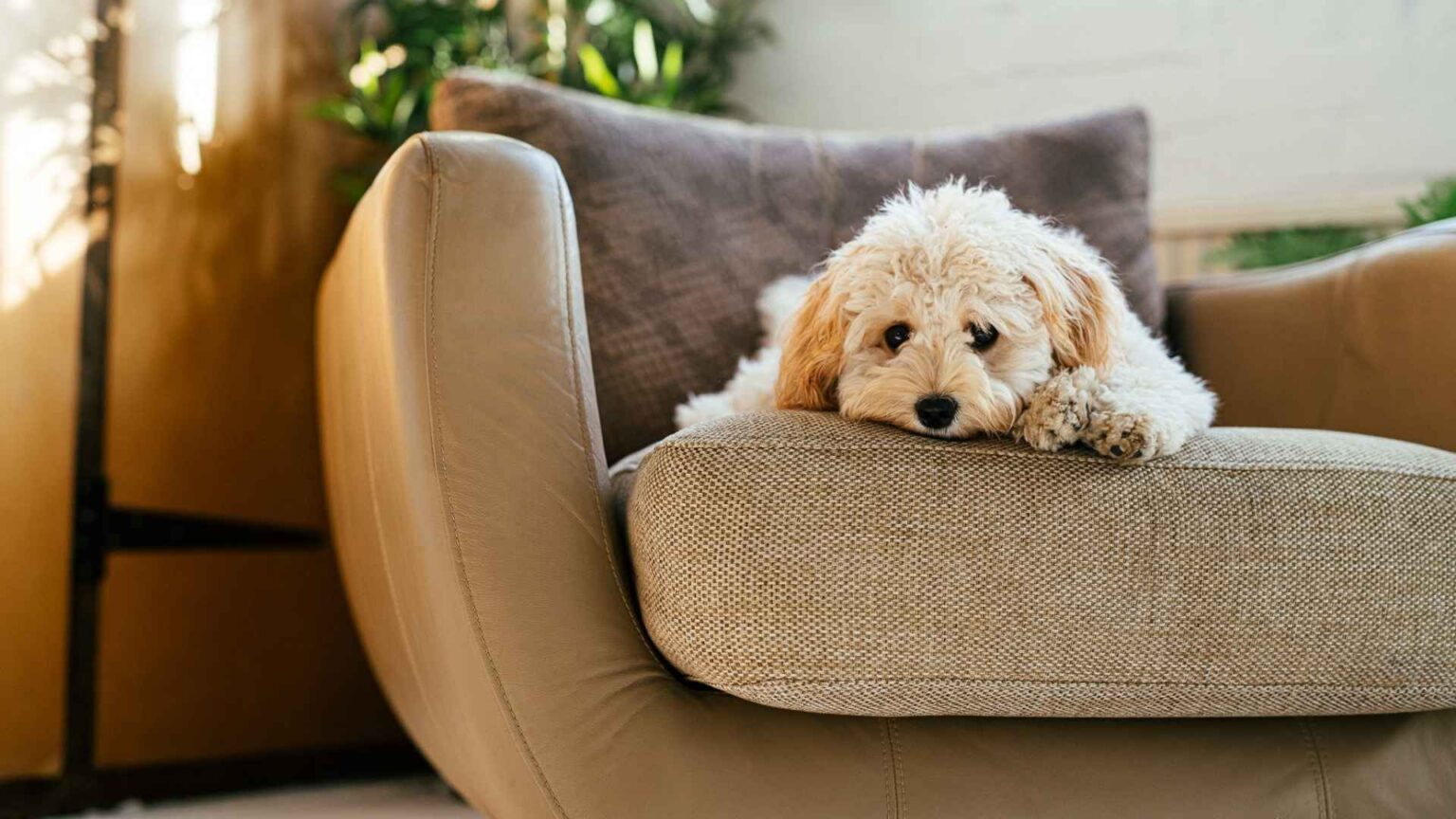 7 Very Sensitive Dog Breeds That Need Extra Love EN Pet YOLO