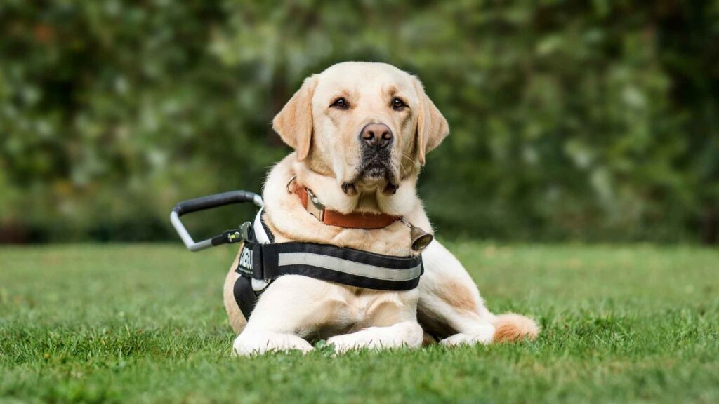 9 Best Epilepsy Assistance Dog Breeds For Seizures Support EN Pet YOLO