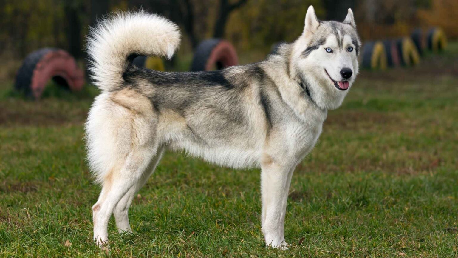 9 Dog Breeds That Look Like Wolves: Majestic Breeds To Love EN Pet YOLO
