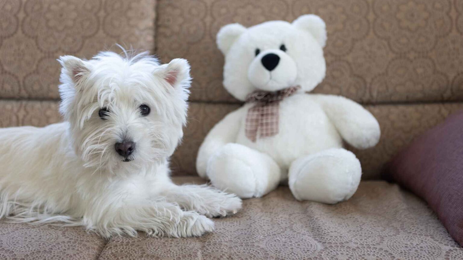 7 Adorable Small Dog Breeds With Teddy Bear-Like Looks EN Pet YOLO