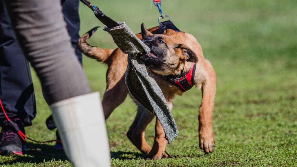 7 Most Angry Dog Breeds That Need Proper Handling EN Pet YOLO