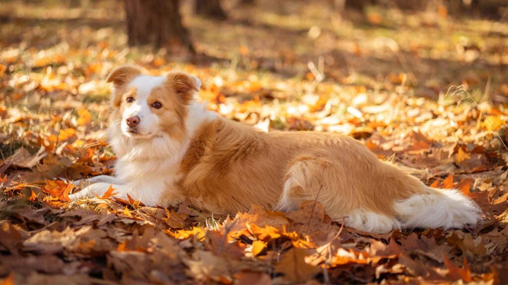 10 Most Colorful Dog Breeds With Unique Coat Colors EN Pet YOLO