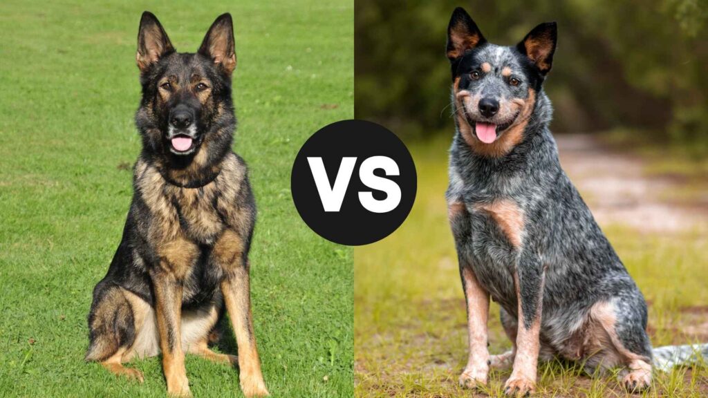 German Shepherd Vs. Australian Cattle Dog: Who’s The Top Dog? EN Pet YOLO