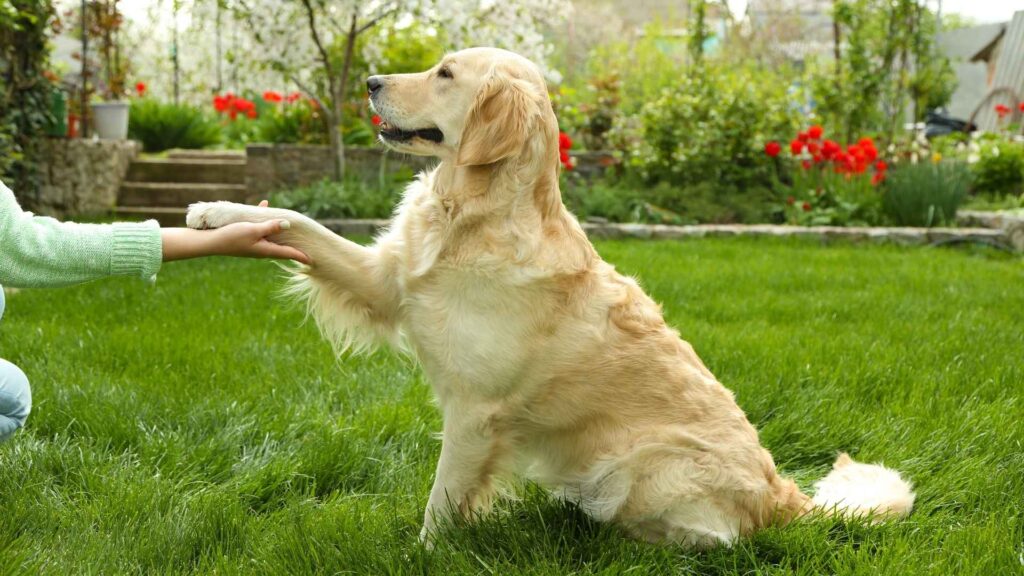 10 Most Smelly Dog Breeds With The Strongest Natural Odors EN Pet YOLO