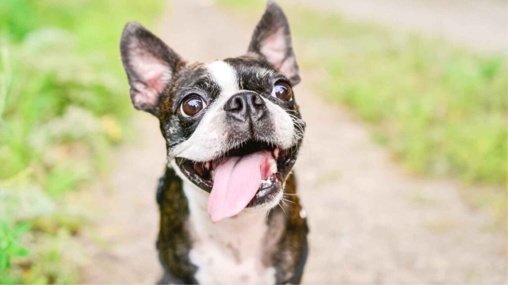 9 Best Snub Nose Dog Breeds: Cute, Compact & Lovable EN Pet YOLO