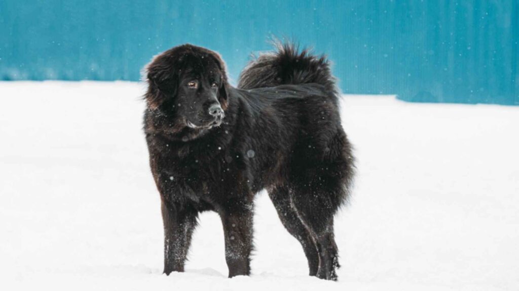 7 Best Giant Snow Dog Breeds Perfect For Winter Adventures EN Pet YOLO