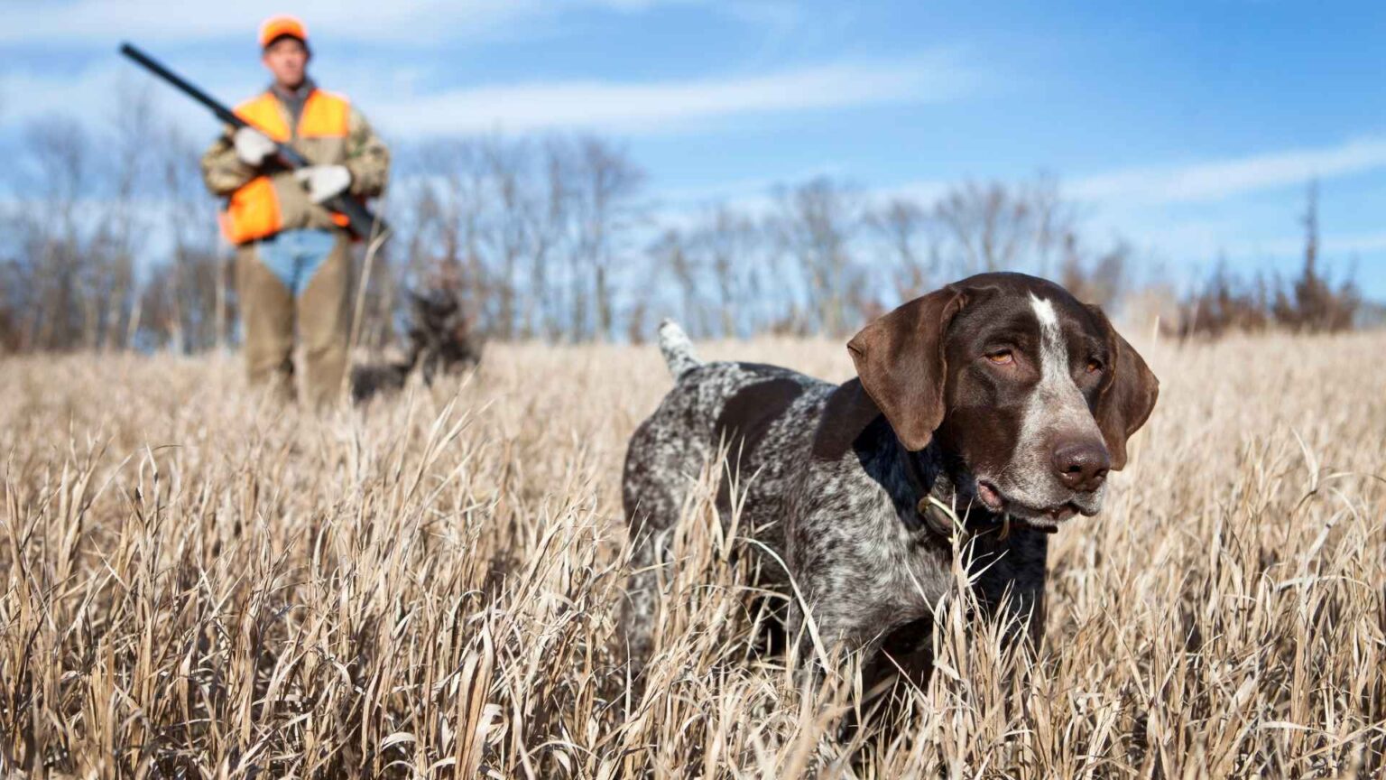 7 Top Hunting And Tracking Dog Breeds EN Pet YOLO