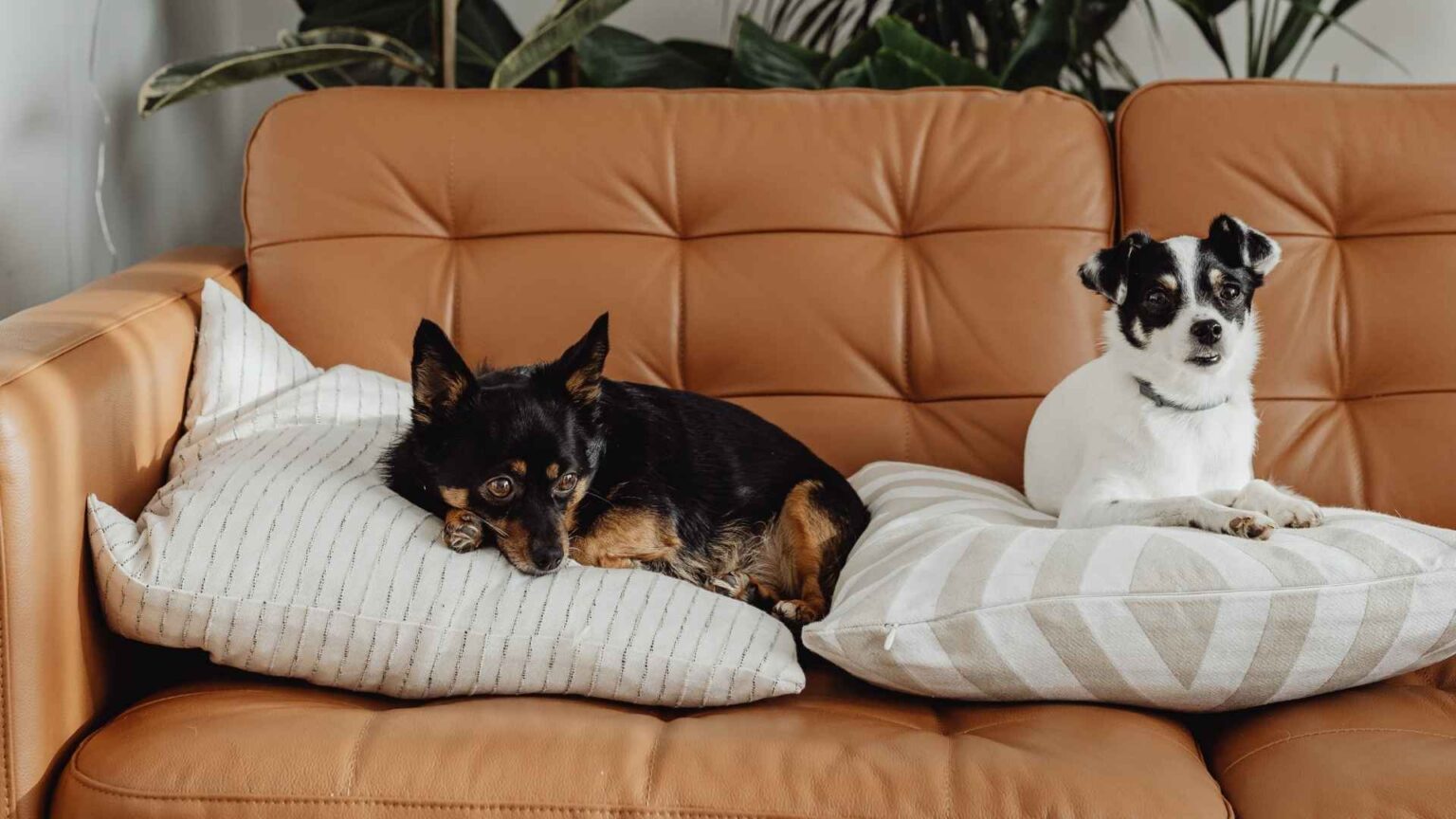 Top 10 Low-Energy Dog Breeds For Lazy Owners EN Pet YOLO