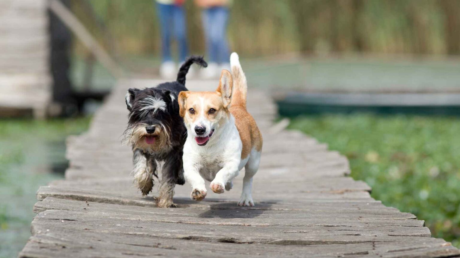 Top 7 Small Dog Breeds For Active Owners EN Pet YOLO
