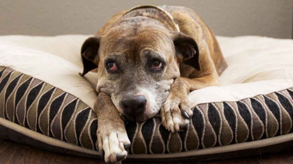 Top 7 Timid Dog Breeds That Need Extra Love And Patience EN Pet YOLO